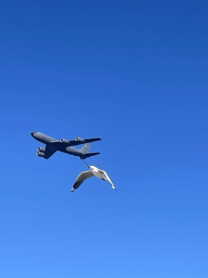 Bird plane | Know Your Meme