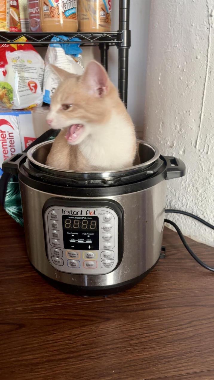 Toasty | Cats | Know Your Meme