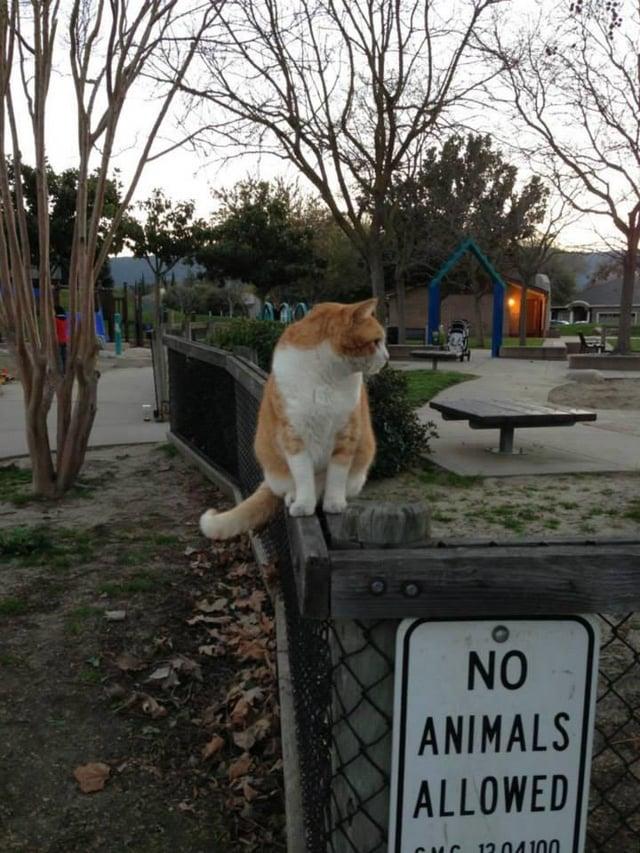 25 'Mad Lads' Who Decided To Break Every Rule | Know Your Meme