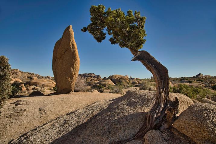 Joshua Tree | Know Your Meme