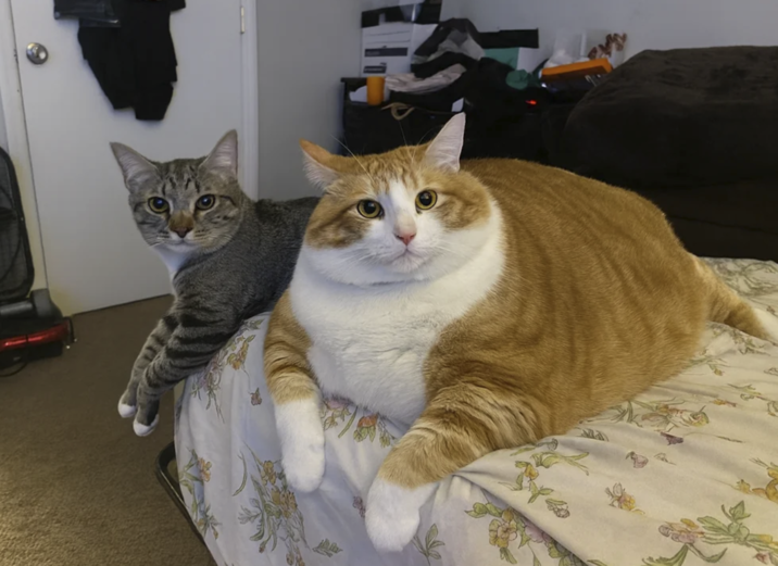 These Absolute Units Grew To Be Far Too Big | Know Your Meme