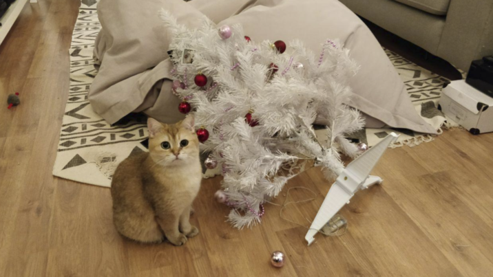 25 Mischievous Animals Being Adorable Criminals | Know Your Meme