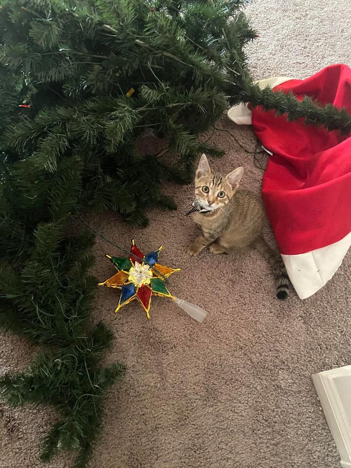 25 Mischievous Animals Being Adorable Criminals | Know Your Meme