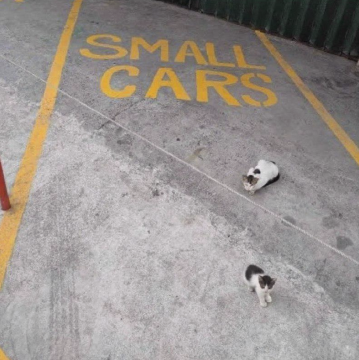 Small cars only | Cats | Know Your Meme