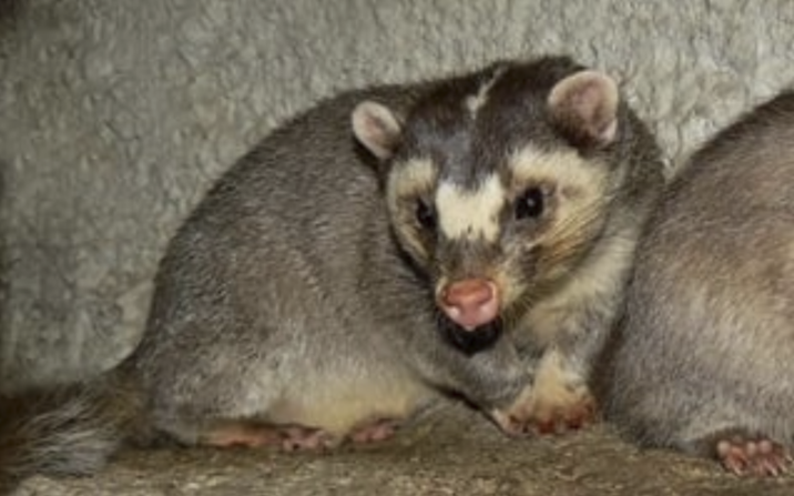 Ferret-badger | Animals | Know Your Meme