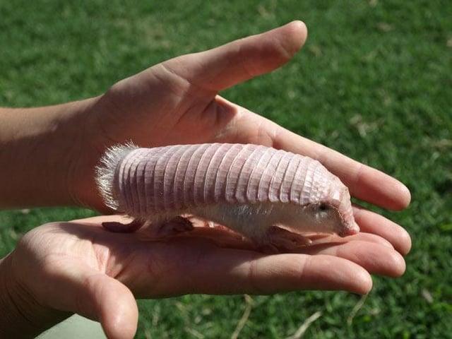 Pink fairy armadillo | Animals | Know Your Meme