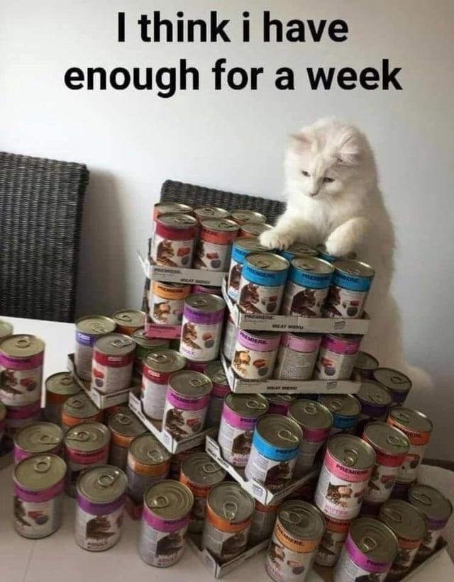 Should be enough | Cats | Know Your Meme