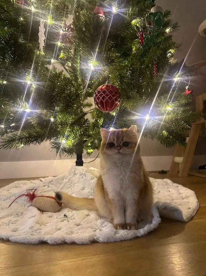 Feeling festive | Cats | Know Your Meme