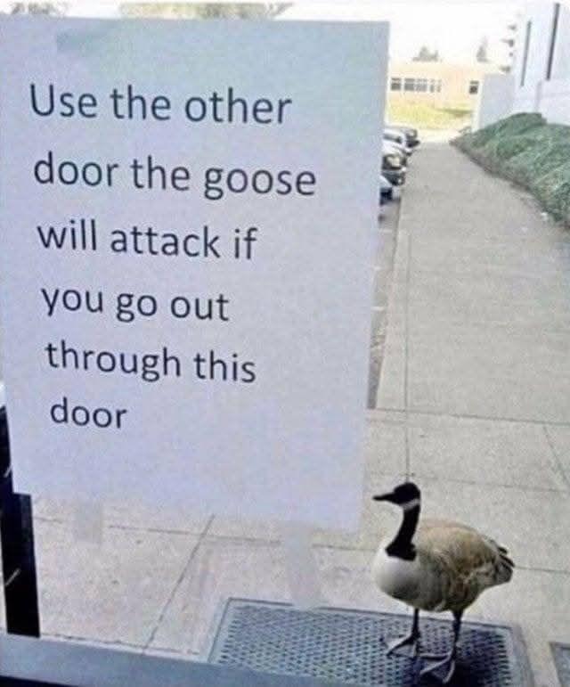 Geese mean serious business | Know Your Meme