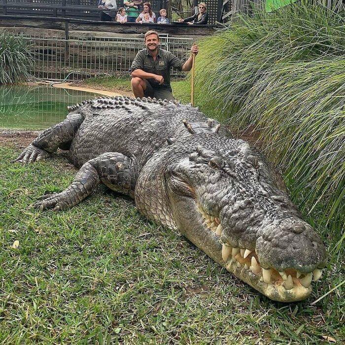 This crocodile | Absolute Unit | Know Your Meme