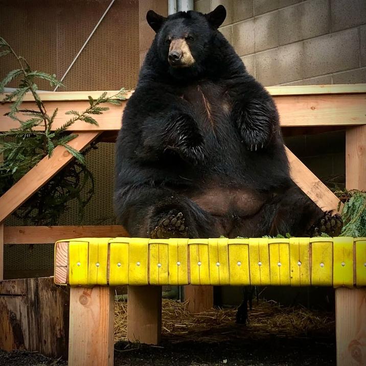 A big bear | Absolute Unit | Know Your Meme