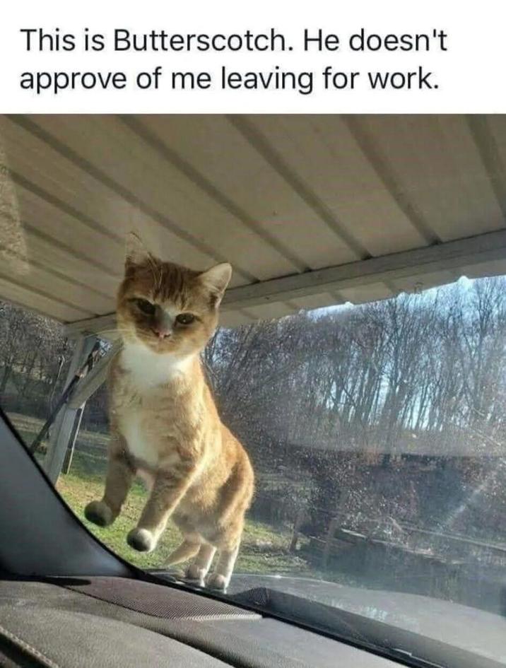 Butterscotch doesn't approve | /r/wholesomememes | Know Your Meme
