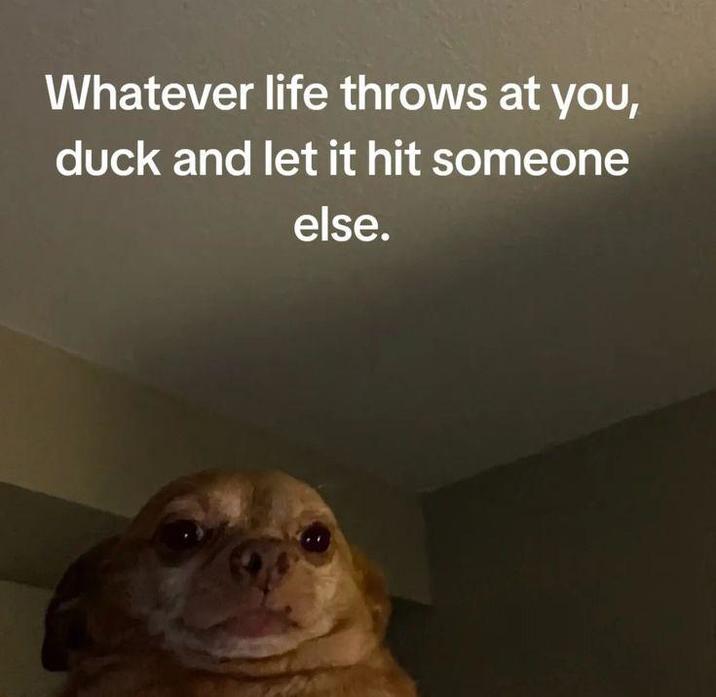 Whatever life throws at you | /r/memes | Know Your Meme