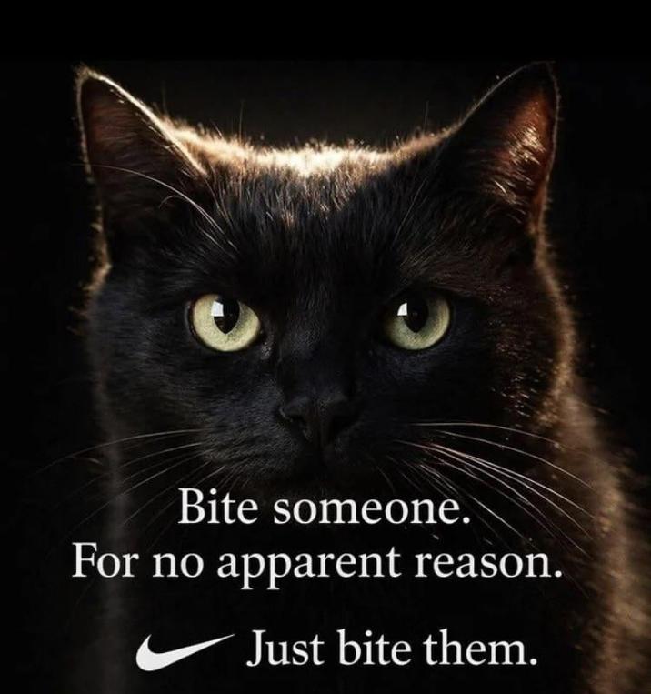 Bite them | Cats | Know Your Meme