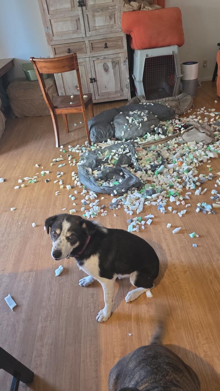 25 Dogs Looking Really Guilty Of Something | Know Your Meme