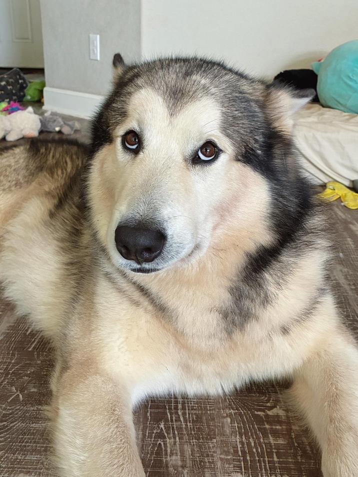 25 Dogs Looking Really Guilty Of Something | Know Your Meme