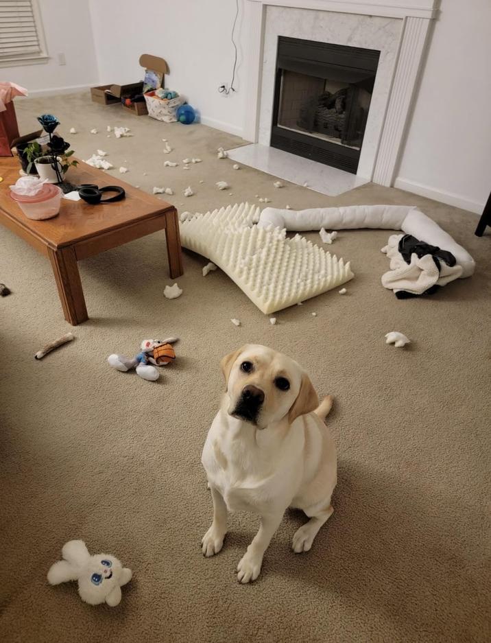 25 Dogs Looking Really Guilty Of Something | Know Your Meme