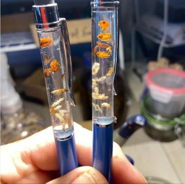Pens with pests | Awful Taste, But Great Execution | Know Your Meme
