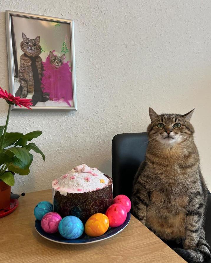 25 Adorable Cat Moments That Prove Being Silly Is a Full-Time Job ...