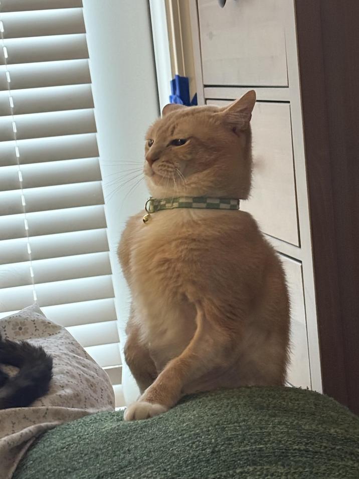 23 Cats Who Clearly Live In A Different Universe | Know Your Meme