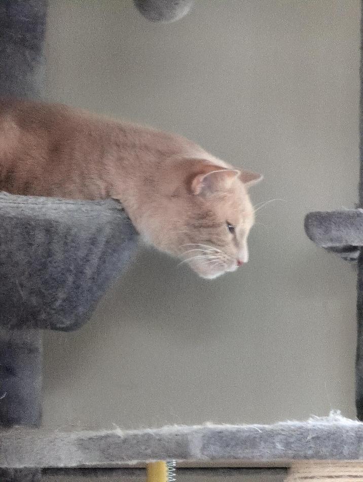23 Cats Who Clearly Live In A Different Universe | Know Your Meme