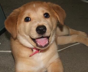 [Image - 477] | Advice Dog | Know Your Meme