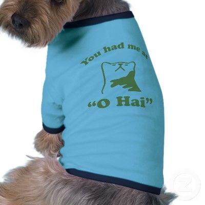 [Image - 42308] | OH HAI | Know Your Meme