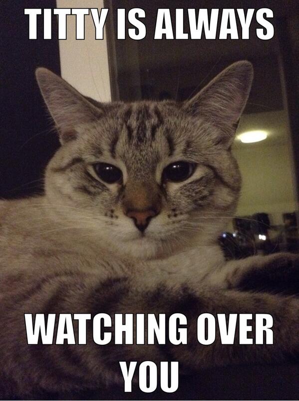 [Image - 735369] | Kitty titty | Know Your Meme