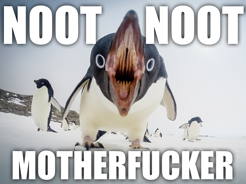 NOOT NOOT M Noot Noot Know Your Meme