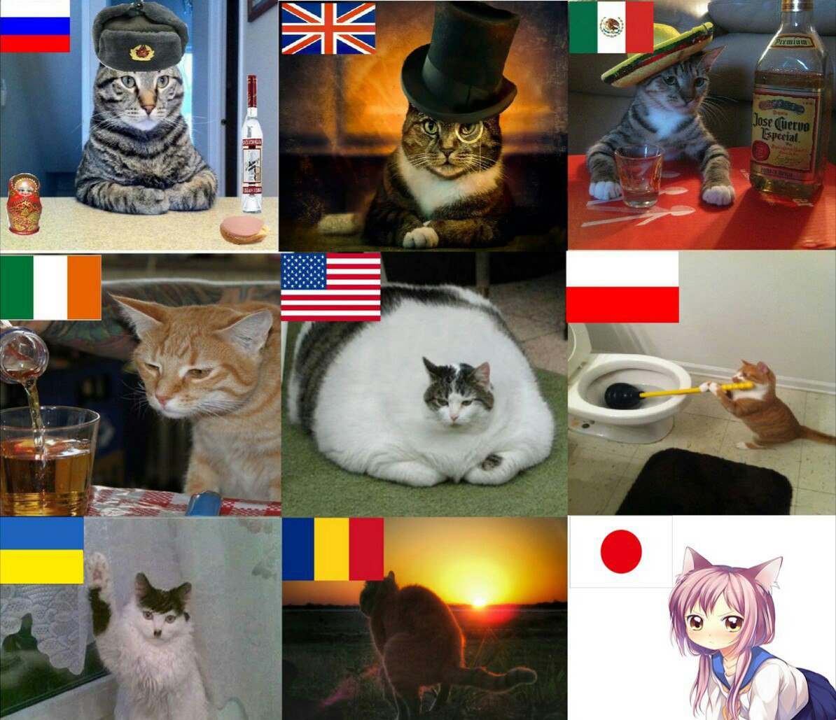 Country Affiliated Cats | Cats | Know Your Meme