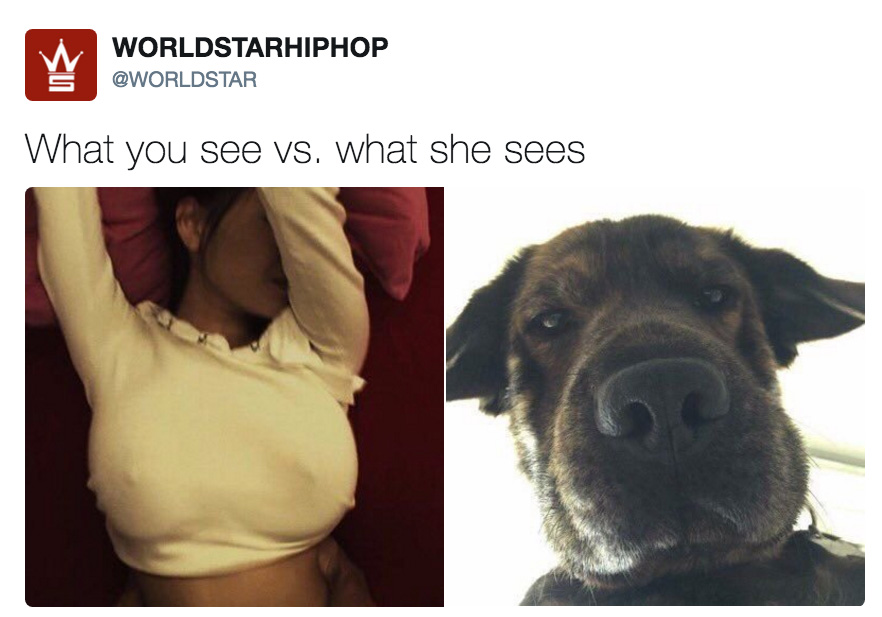 What You See Vs What She Sees dog What You See Vs What She Sees What You See Vs What She Sees dog What You See Vs What She Sees