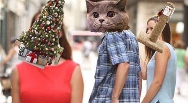 The cat wants it | Distracted Boyfriend | Know Your Meme