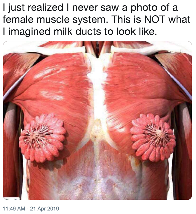 I Just Realized I Never Saw A Photo Of A Female Muscle System This Is 