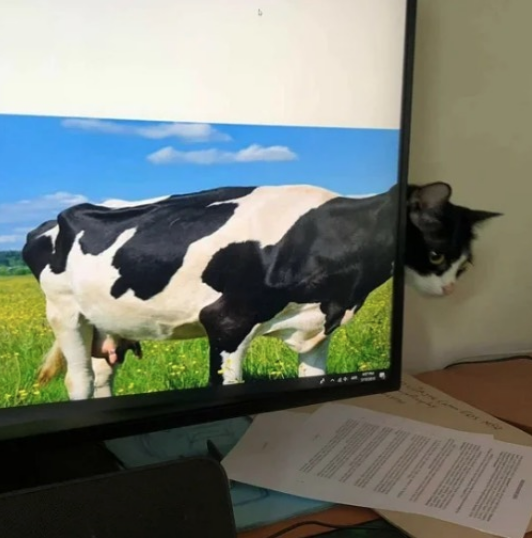 Cow To Cat Cats Know Your Meme Cow To Cat Cats Know Your Meme