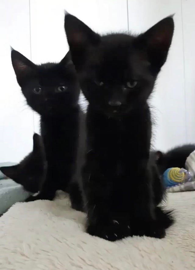 Dangerous crowd | Cats | Know Your Meme