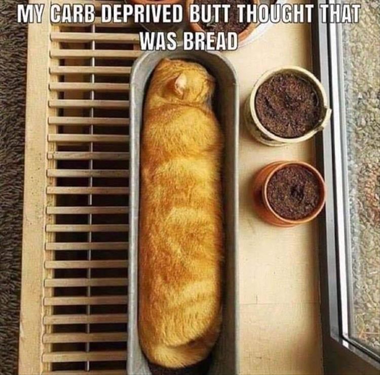 I thought this was bread and two cupcakes | Cats | Know Your Meme