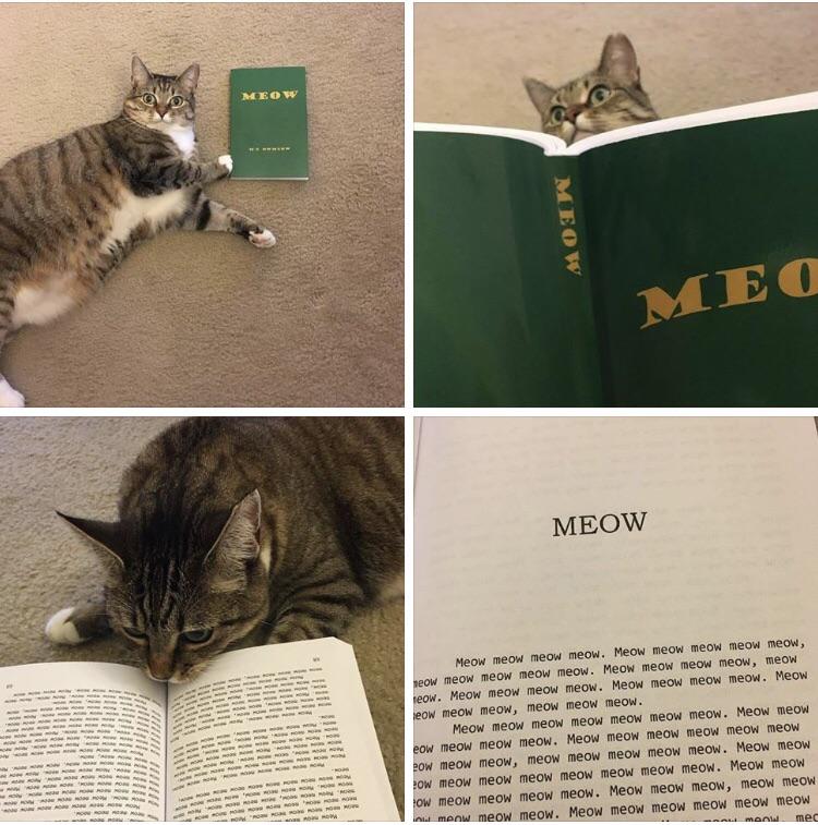 #nationalcatday #4 | Cats | Know Your Meme