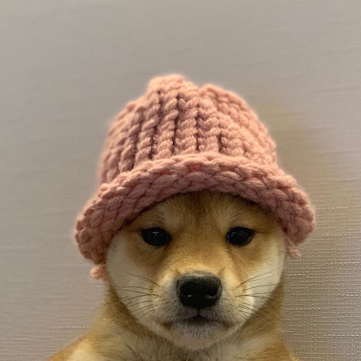 Dogwifhat Original Dogwifhat Know Your Meme