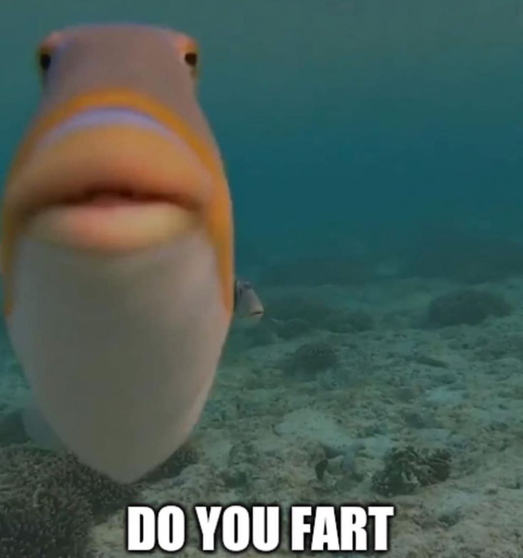 Do You Fart Fish Staring Fish Do You Fart Know Your Meme Do You Fart Fish Staring Fish Do You Fart Know Your Meme