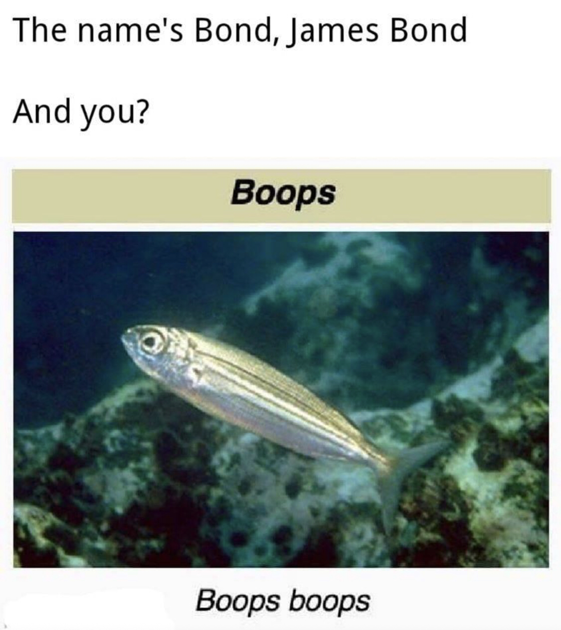 Do you even boops? | /r/memes | Know Your Meme