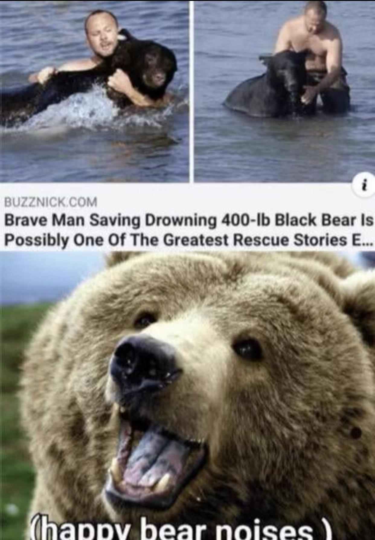 Wholesome Bear r wholesomememes Wholesome Memes Know Your Meme
