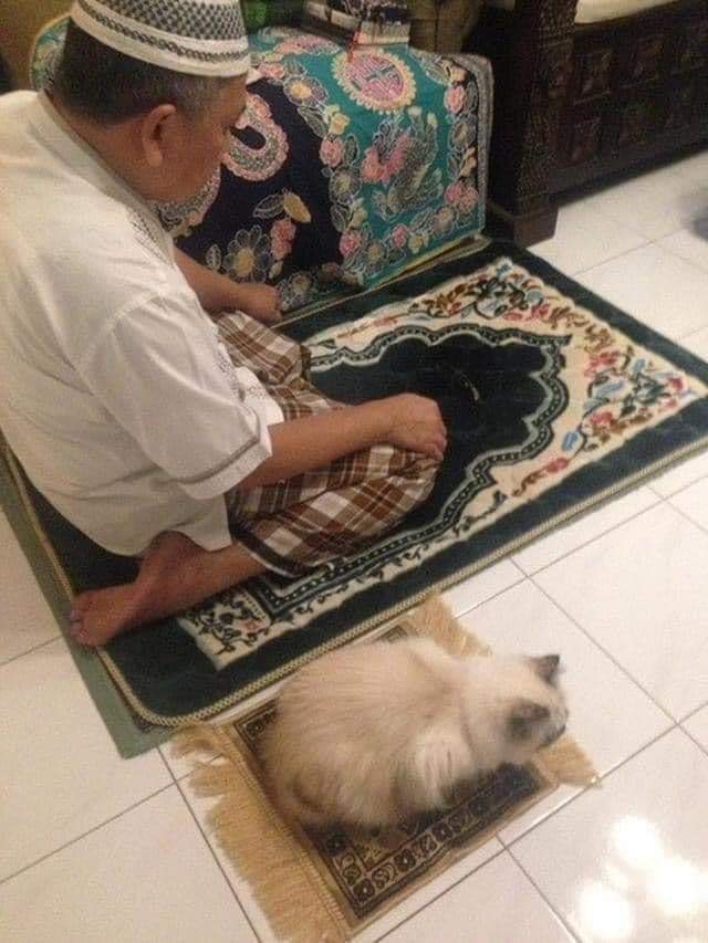 Muslim Kitten Cats Know Your Meme Muslim Kitten Cats Know Your Meme