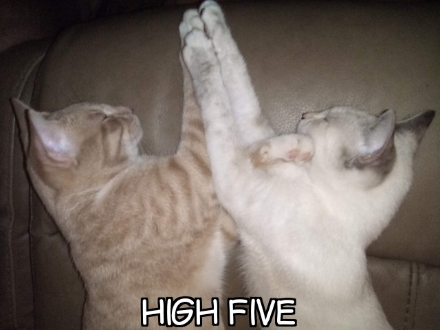 Cat High Five