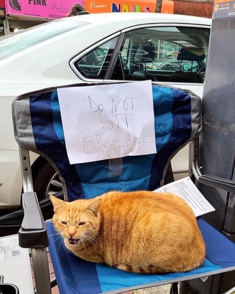 Rules were made to be broken by cats | Cats | Know Your Meme