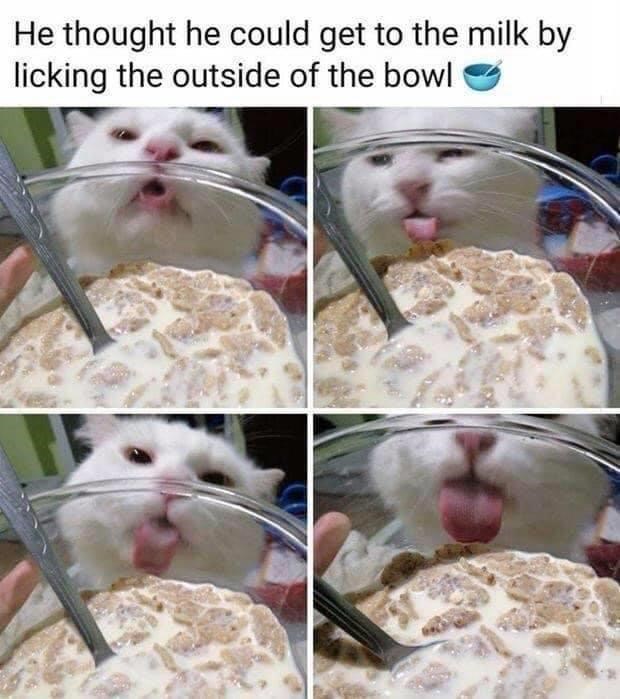 Keep on trying kitty | Cats | Know Your Meme