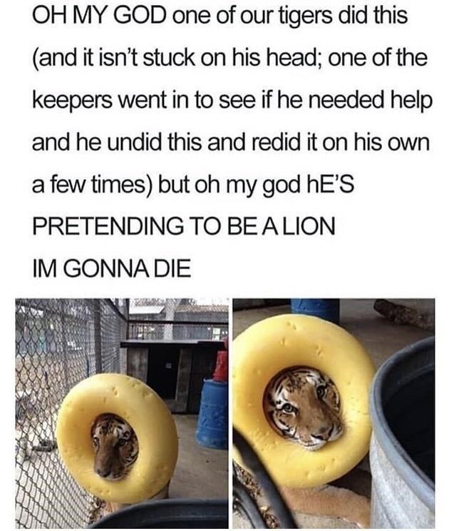 Rawr | Cats | Know Your Meme