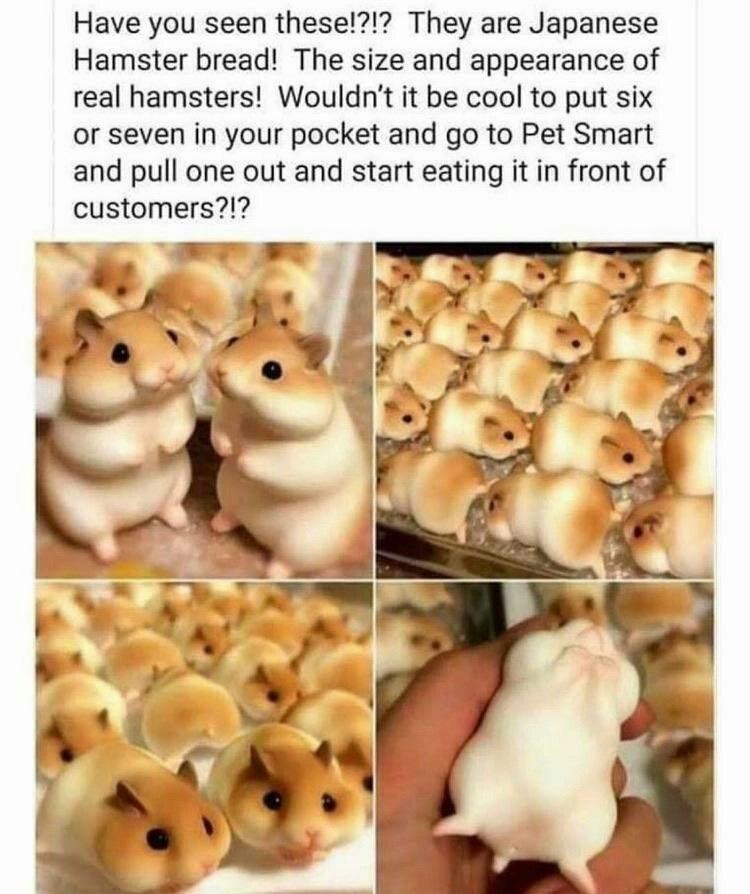 these are delicious got any more | Hamsters | Know Your Meme