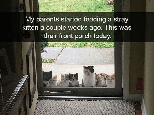 Well, what did you expect? | Cats | Know Your Meme