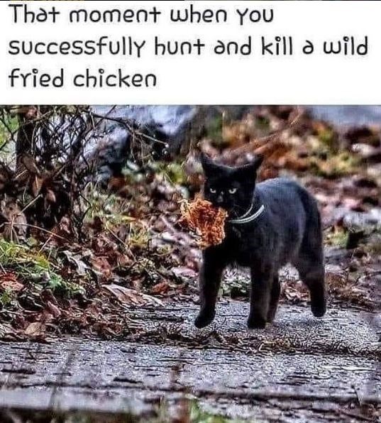 The struggle is real for urban cats | Cats | Know Your Meme