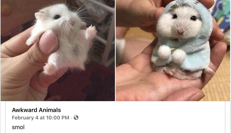 This is too much cuteness to handle | Smol | Know Your Meme